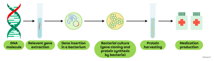 Cloning | Secondaire | Alloprof