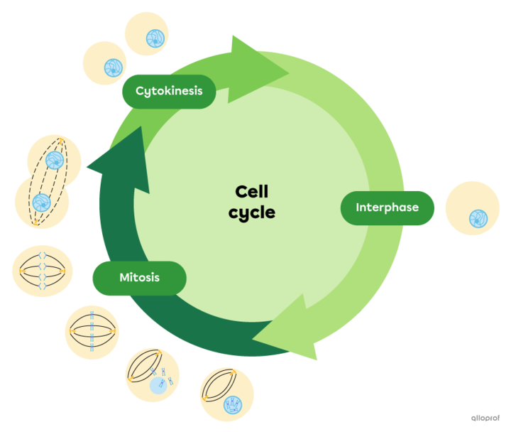 The Phases of Mitosis (Advanced Concepts) | Secondaire | Alloprof