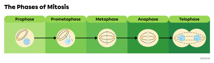 The Phases of Mitosis (Advanced Concepts) | Secondaire | Alloprof