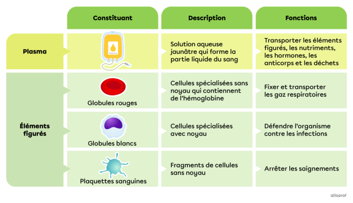 Les constituants du sang | Secondaire | Alloprof