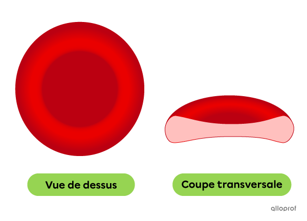 Les constituants du sang | Secondaire | Alloprof