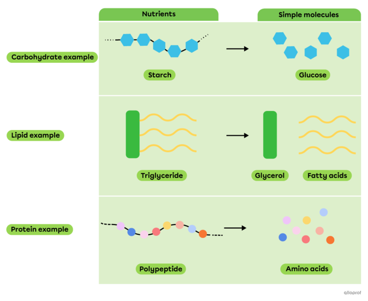 Chemical Reactions | Secondaire | Alloprof