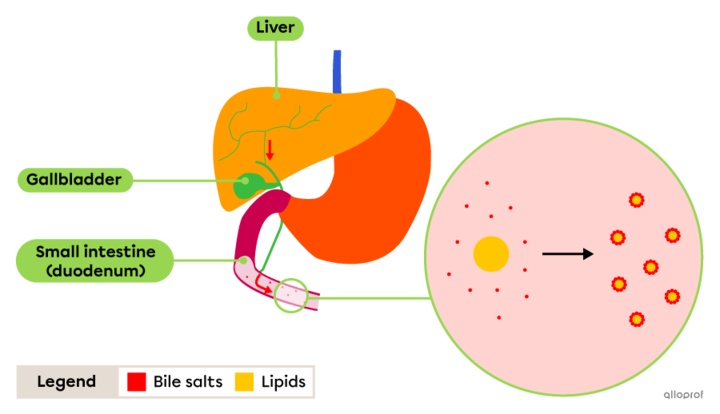 The Digestive Processes | Secondaire | Alloprof