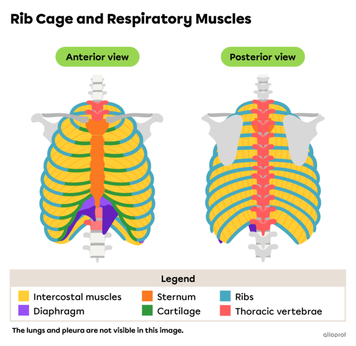 Respiratory Mechanisms (Inhalation and Exhalation) | Secondaire | Alloprof