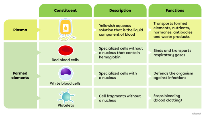 Blood Constituents | Secondaire | Alloprof