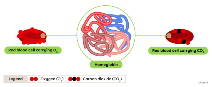 Blood Constituents | Secondaire | Alloprof