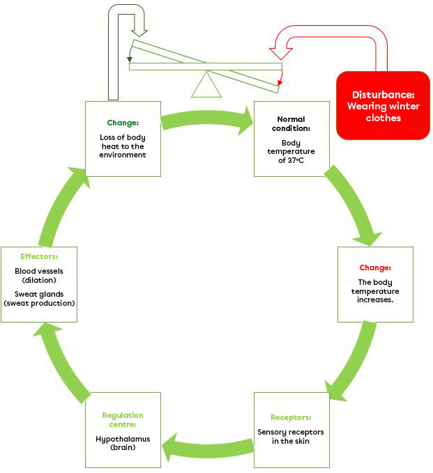 Maintaining a Balanced Metabolism (Homeostasis) | Secondaire | Alloprof