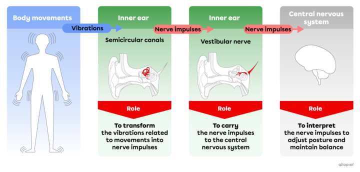 Ears, Hearing and Balance | Secondaire | Alloprof