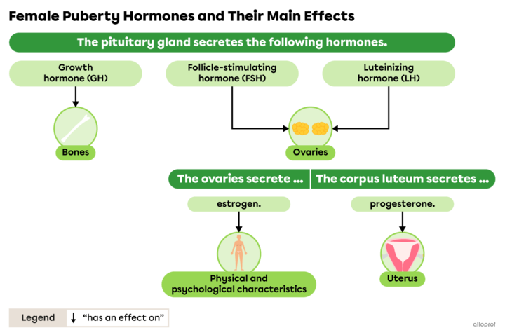 Hormones and Female Puberty | Secondaire | Alloprof