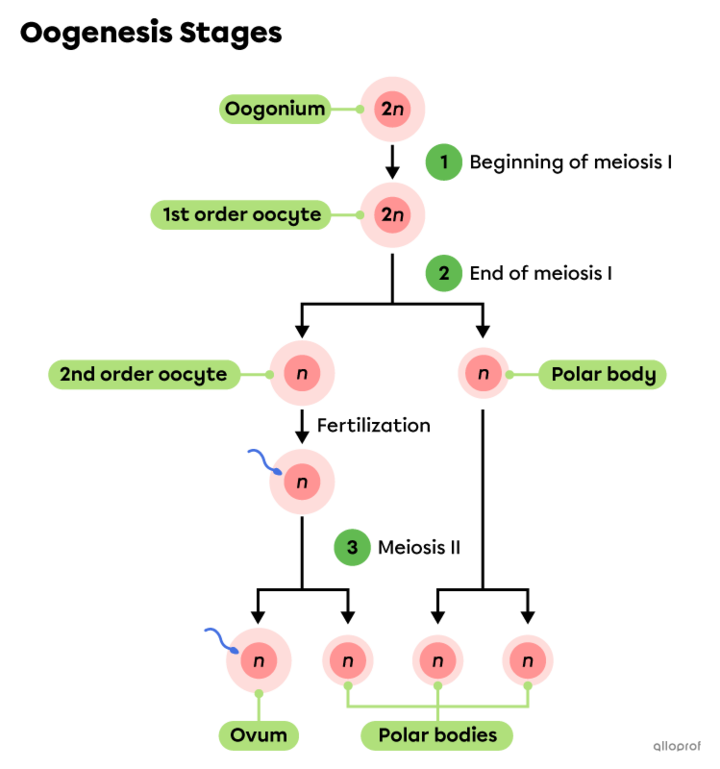 Oogenesis | Secondaire | Alloprof