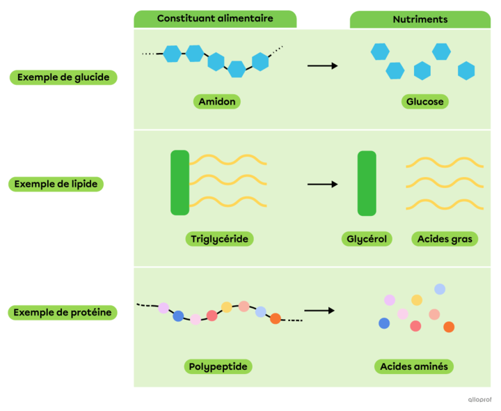 Les réactions chimiques | Secondaire | Alloprof