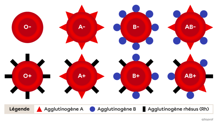 Les groupes sanguins et la compatibilité sanguine | Secondaire | Alloprof