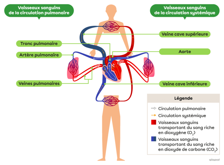 Les circulations pulmonaire et systémique | Secondaire | Alloprof
