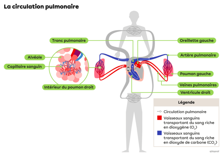 Les circulations pulmonaire et systémique | Secondaire | Alloprof