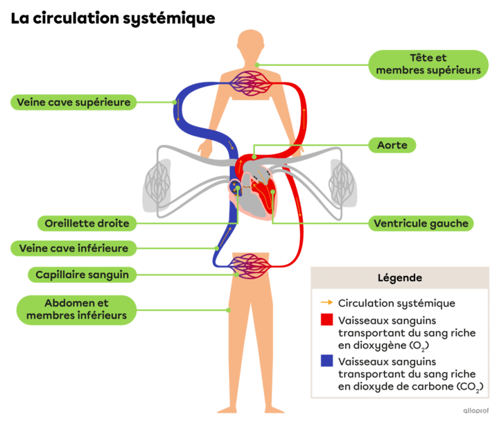 Les circulations pulmonaire et systémique | Secondaire | Alloprof