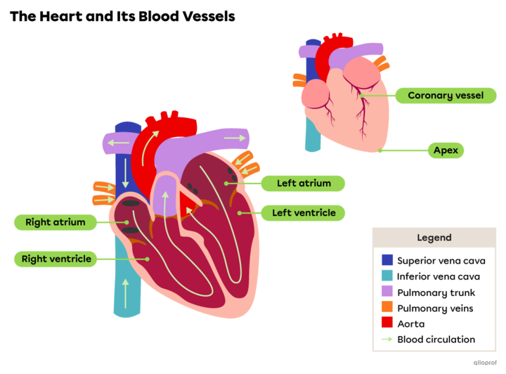 The Circulatory System and Anatomy | Secondaire | Alloprof