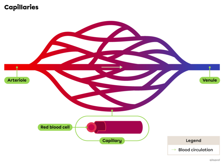 The Circulatory System and Anatomy | Secondaire | Alloprof
