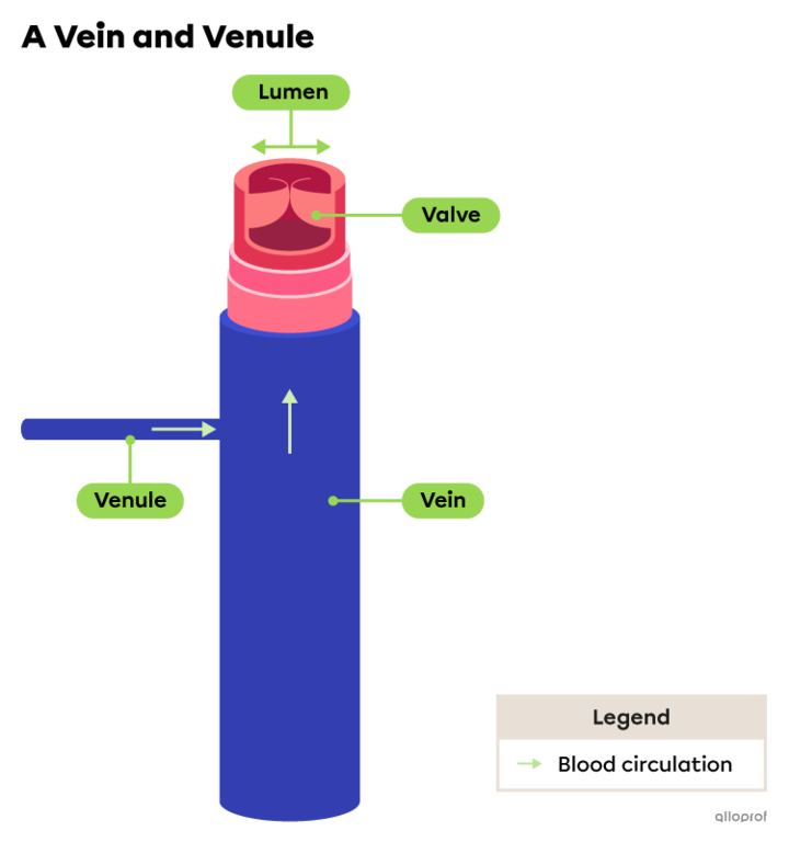 The Circulatory System and Anatomy | Secondaire | Alloprof
