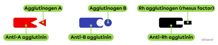 Blood Types and Compatibility | Secondaire | Alloprof
