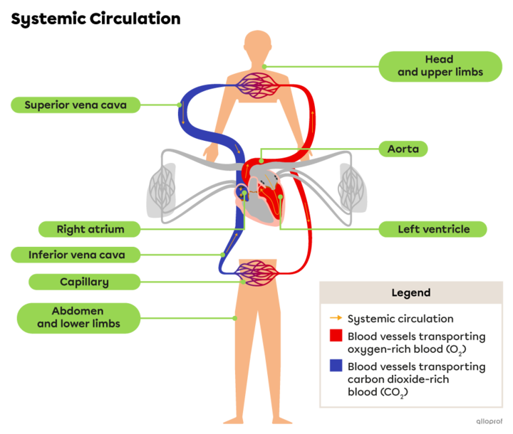 Pulmonary And Systemic Circulations Secondaire Alloprof