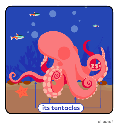 Possessive Noun Form | Secondaire | Alloprof