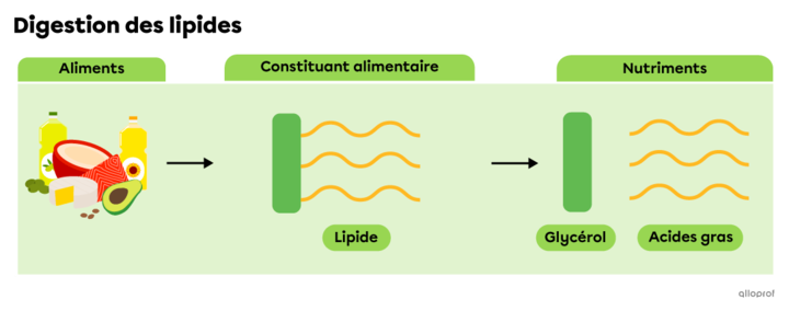 Les constituants alimentaires | Secondaire | Alloprof