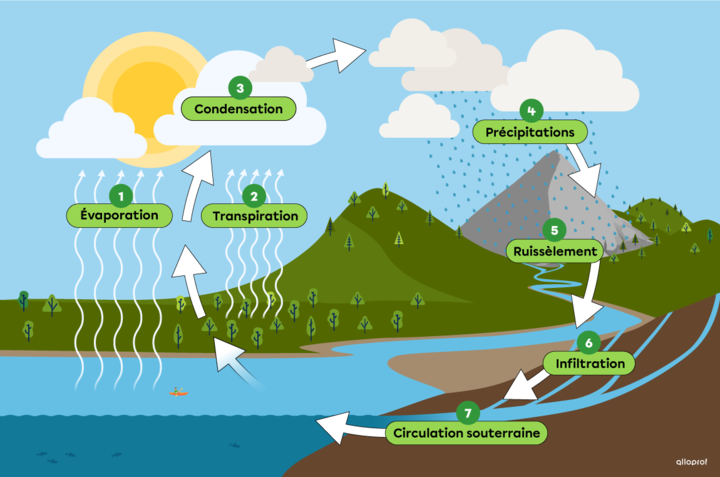 Le cycle de l'eau | Alloprof