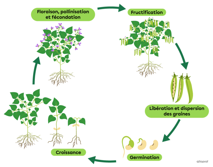 La reproduction chez les végétaux | Secondaire | Alloprof