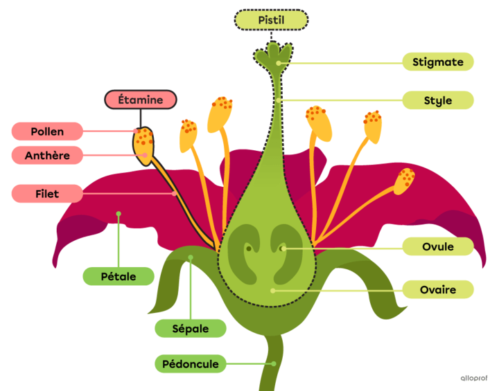 La reproduction chez les végétaux | Secondaire | Alloprof