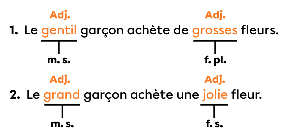 L'adjectif | Primaire | Primaire | Alloprof