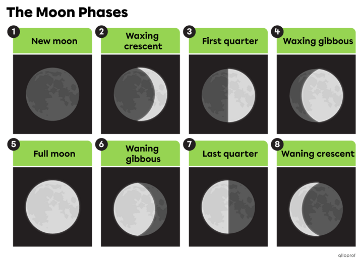 The Moon Phases | Elementary | Alloprof
