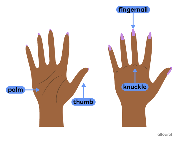 Body Parts – Vocabulary | Primaire | Alloprof