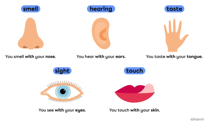 Body Parts – Vocabulary | Primaire | Alloprof