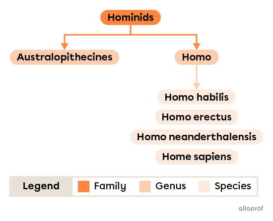 Key Facts About the Paleolithic Age and Nomadic Life | Alloprof